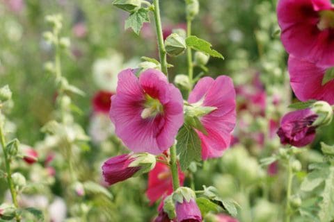 Stokkrós | Gróðrarstöðin Mörk